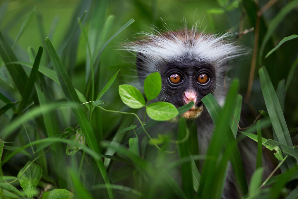 12 wildlife collections you should know about - Alamy Blog