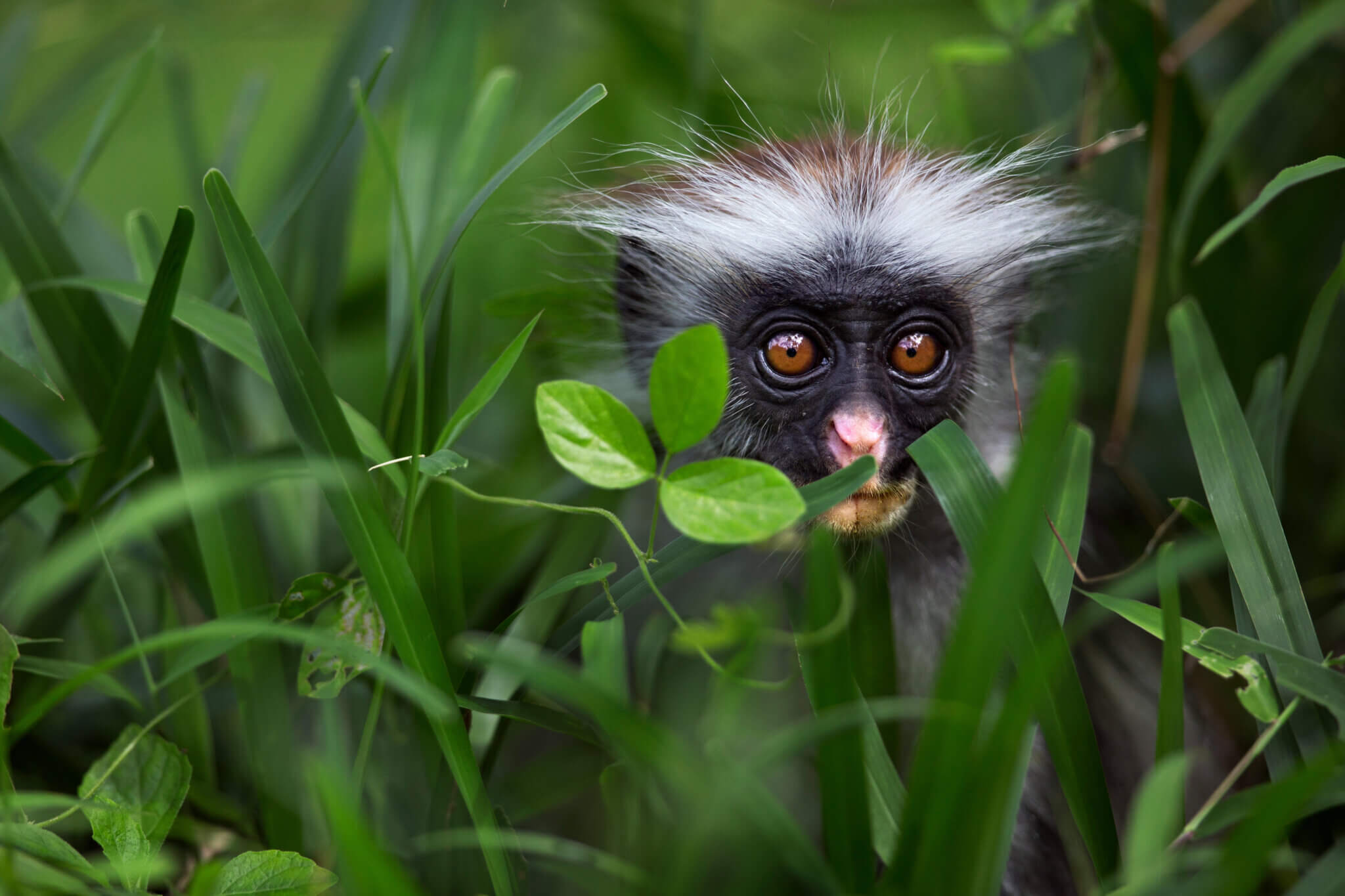 12 wildlife collections you should know about - Alamy Blog